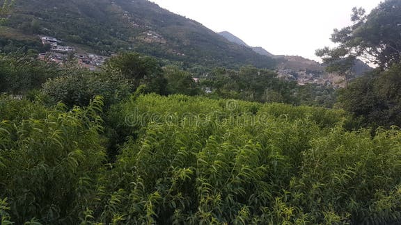 Peach Trees Greenery View of Swat Valley Plz Like Stock Photo - Image ...