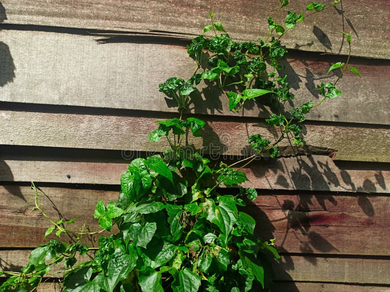 Greenery Vines in a Small Garden in Summer Stock Image - Image of ...