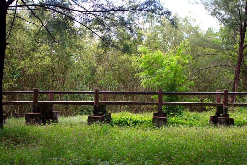 Greenery walkway stock photo. Image of greenery, grass - 62249616