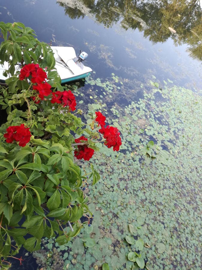 Greenery on water stock photo. Image of view, water, greenery - 90425694