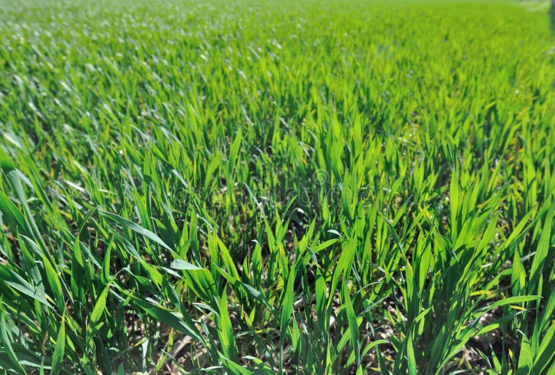 Greenery wheat in field stock image. Image of field, spring - 69925653