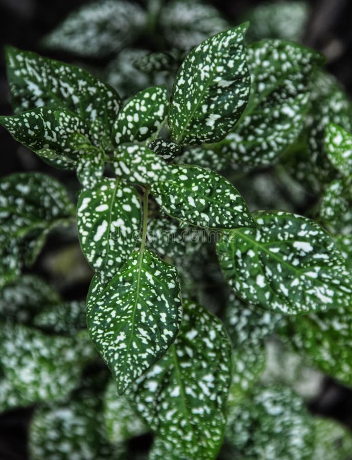 Greenery with white dots. stock photo. Image of growth - 225680324