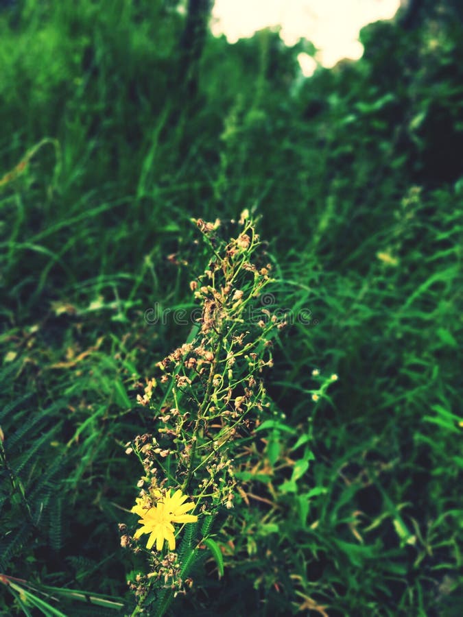 Yellow flower stock photo. Image of plant, yellow, green - 139752138