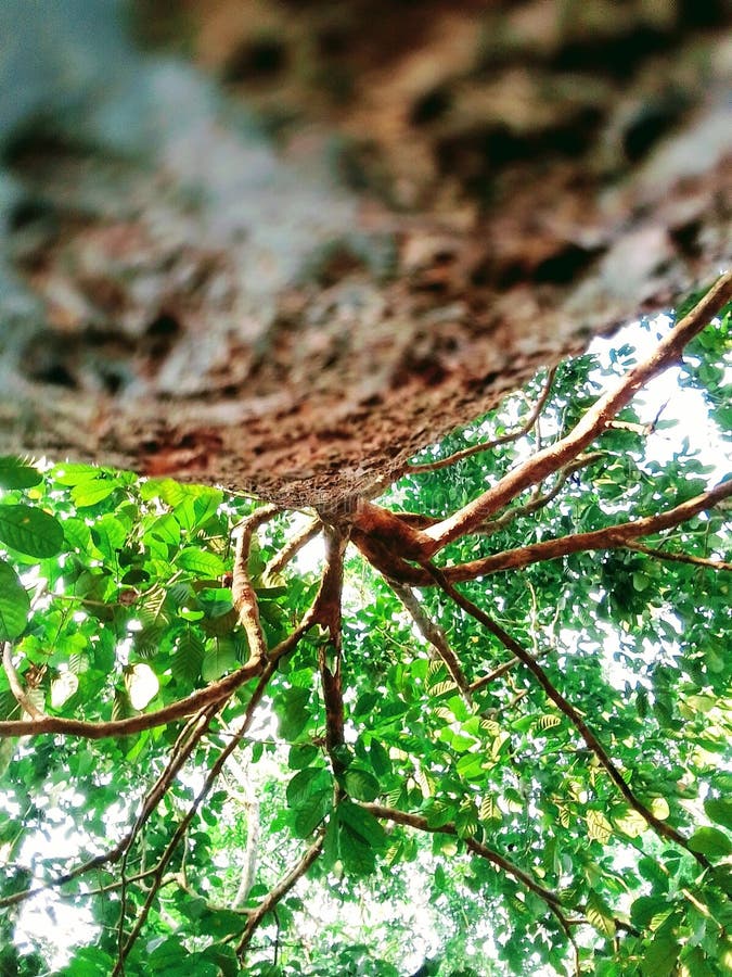 The Greenest Tree that Ever Existed on Earth Stock Photo - Image of ...
