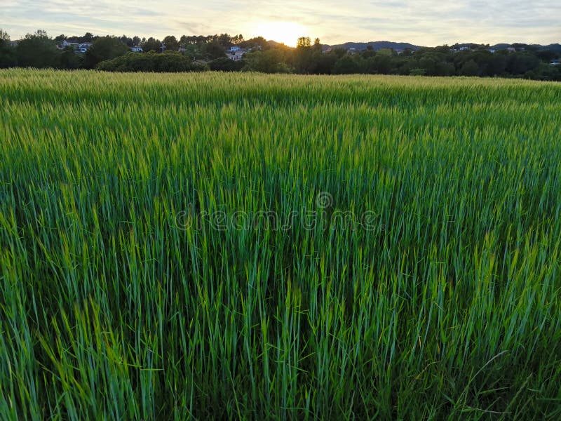 Greenfield Covered with Lush Fresh Grass Stock Photo - Image of growth ...