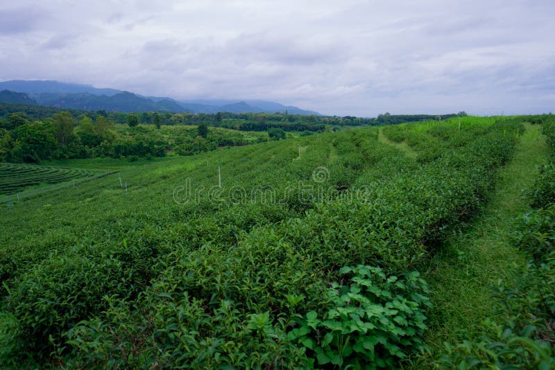 Greenfield with Curved Rows of Tea Plants Stock Image - Image of ...