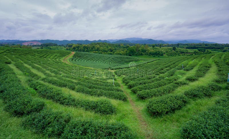 Greenfield with Curved Rows of Tea Plants Stock Image - Image of ...