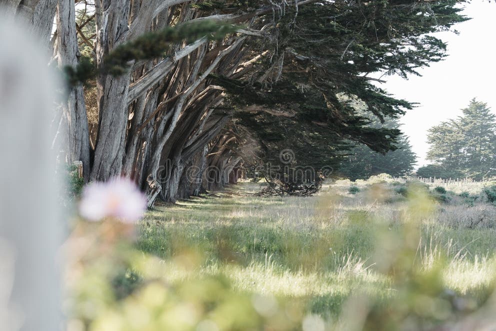 Greenfield in the Middle of a Forest Full of Different Kinds of Plants ...