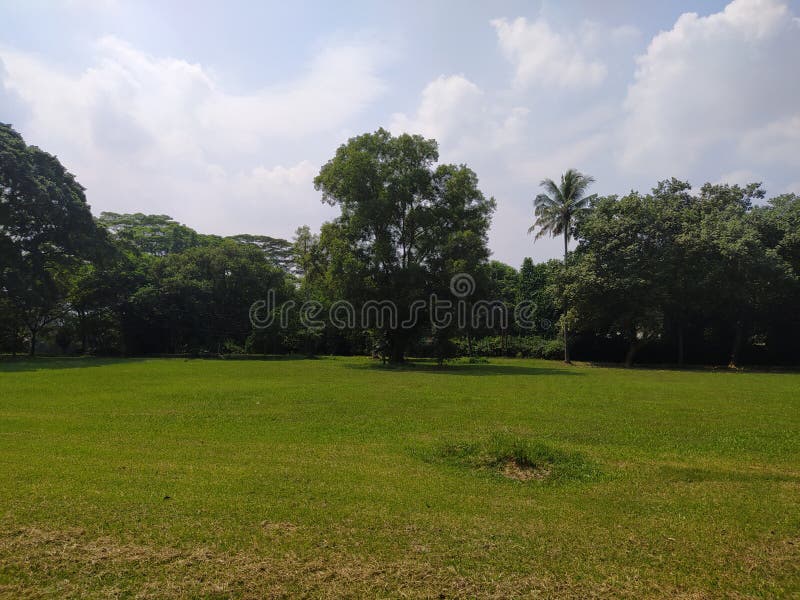 Greenfields with big trees stock photo. Image of pasture - 198691402