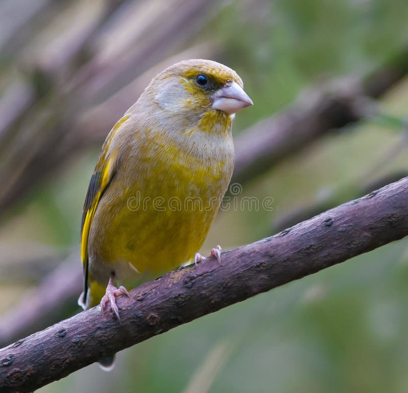 Greenfinch stock image. Image of yellow, finch, feathers - 22314343