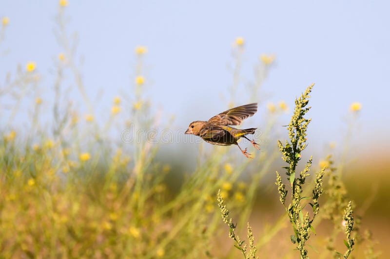 Greenfinch Bird in Flight. Chloris Chloris Female Stock Photo - Image ...