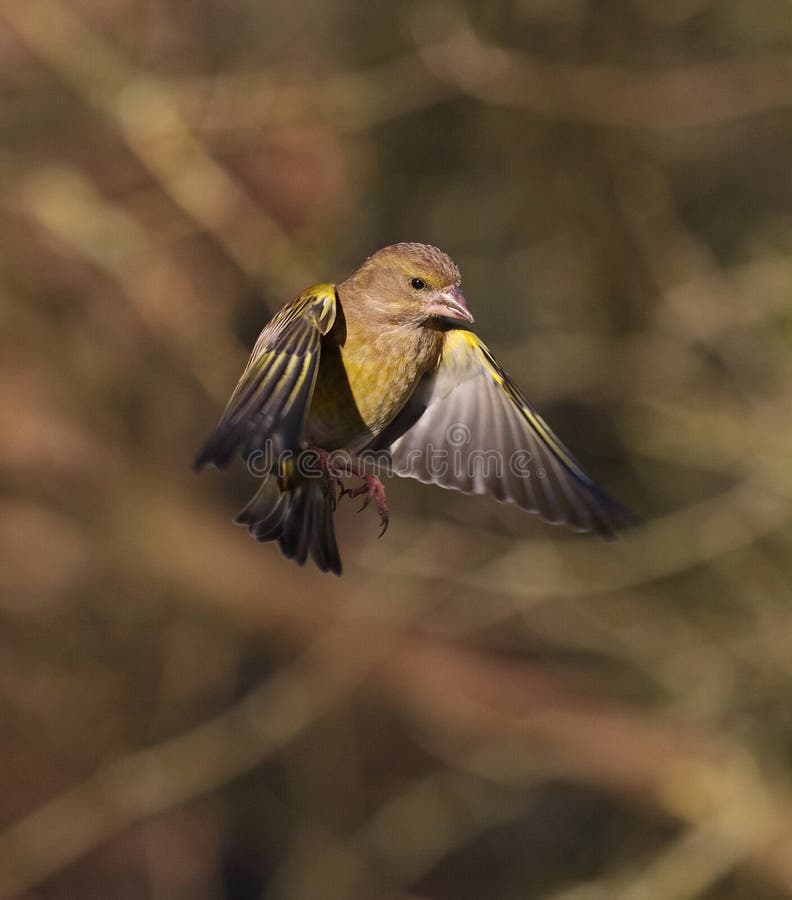 Greenfinch stock image. Image of parus, animal, flying - 64190155