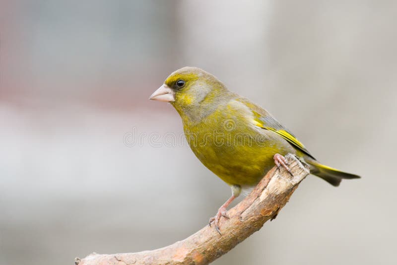 Vogel - Groene Vink (chloris Carduelis) Stock Afbeelding - Image of ...