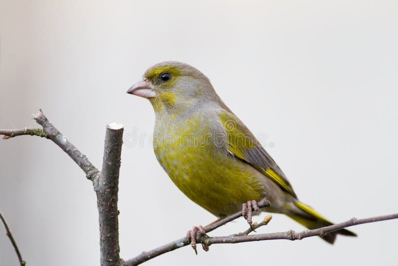 Vogel - Groene Vink (chloris Carduelis) Stock Afbeelding - Image of ...