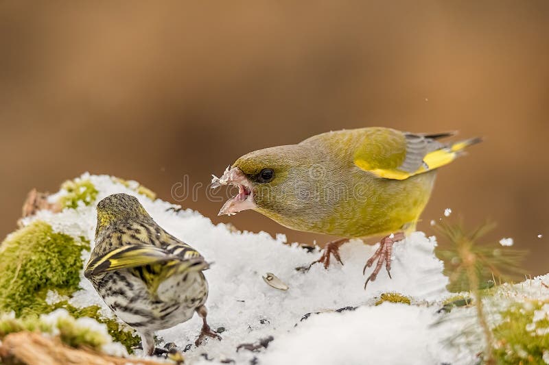 Greenfinch is Fighting with Another Birds Stock Image - Image of design ...