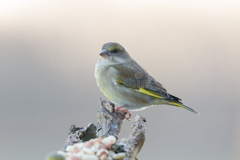 Greenfinch stock image. Image of green, carduelis, finch - 83607425
