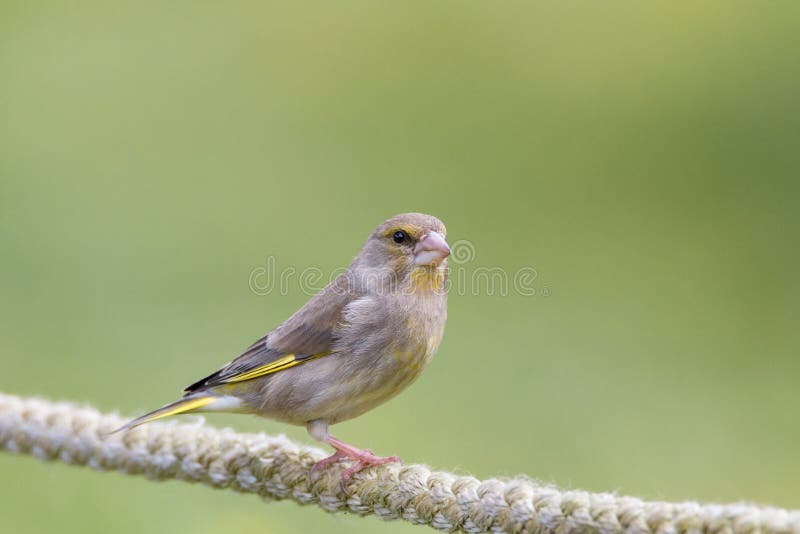 Greenfinch stock image. Image of bird, wild, animal, carduelis - 91585251