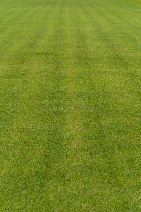 Greengrass stock image. Image of abstract, growth, field - 44487003