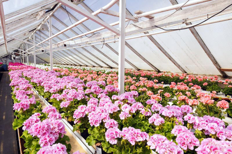 Greenhouse stock image. Image of geranium, roof, horticulture - 19623033