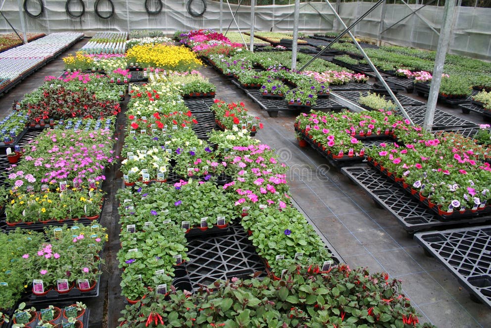 Greenhouse. stock image. Image of baskets, gardening, geraniums - 2416141