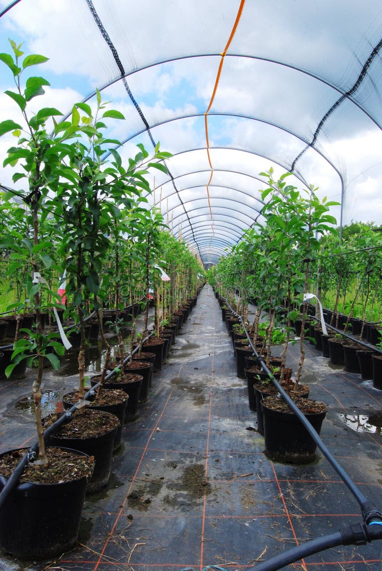 5,947 Greenhouse Plants Trees Stock Photos - Free & Royalty-Free Stock ...