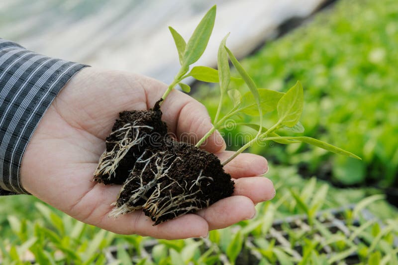 Greenhouse Allows Farmers To Control and Optimize Root System ...