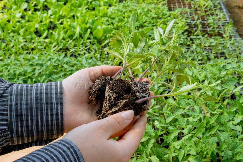 Greenhouse Allows Farmers To Control and Optimize Root System ...