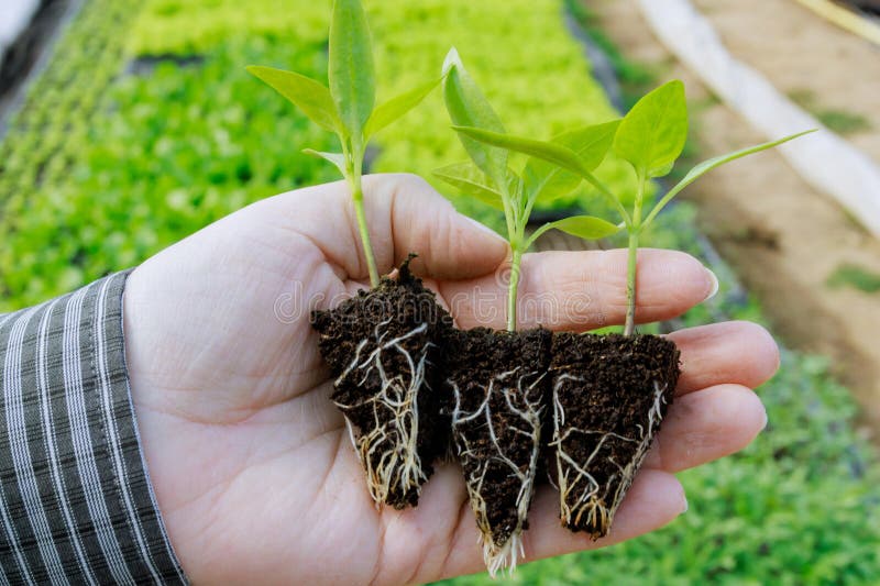 Root System of a Healthy Seedling is Crucial for Its Growth and ...