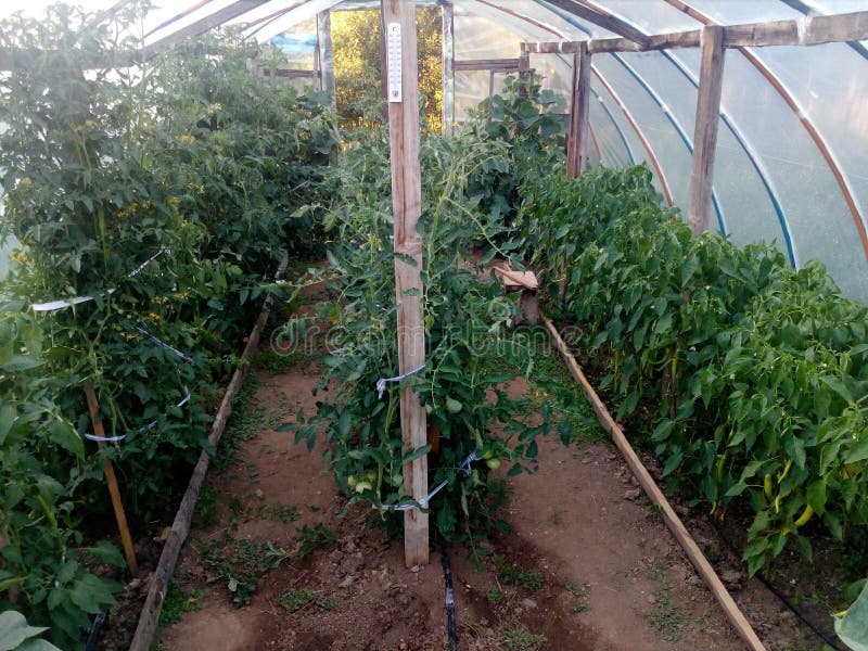 Greenhouse stock photo. Image of food, tomatoes, healthy - 96045500