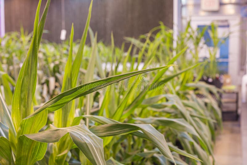 Greenhouse Corn Rows in Pots Stock Image - Image of care, biology ...