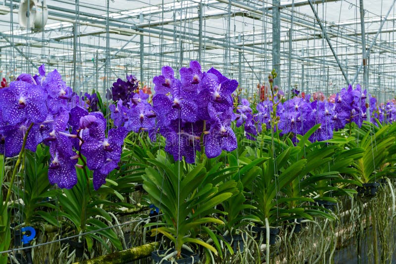The Greenhouse of De Vanda Orchid Stock Photo - Image of botanical ...