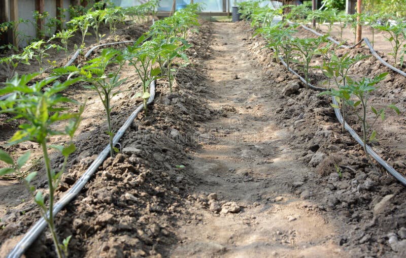 Greenhouse with Drip Irrigation when Growing Tomatoes Stock Image ...