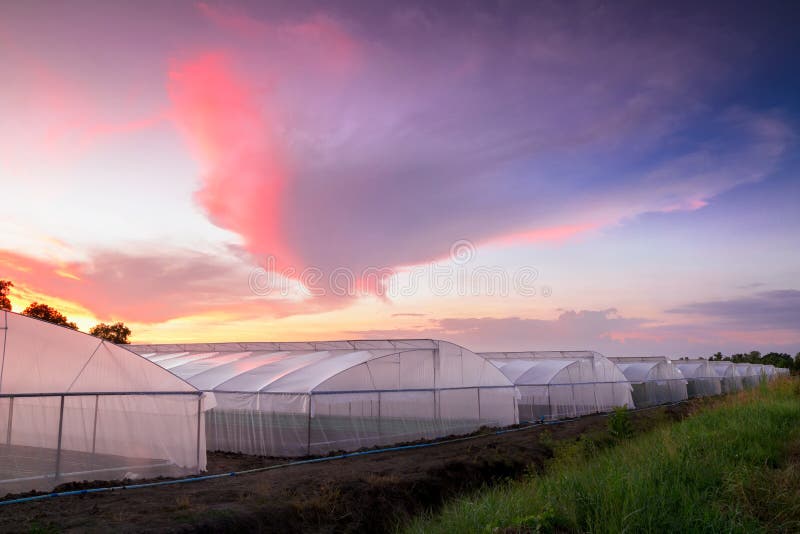 Greenhouse in Farm at Sunset Stock Photo - Image of warm, greenhouse ...