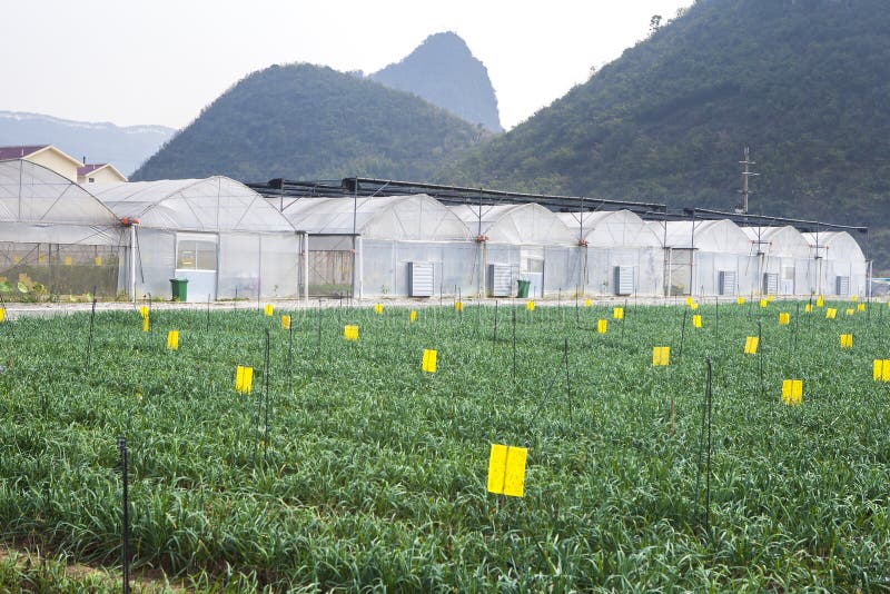 Greenhouse stock image. Image of hothouse, interior, culture - 23389937