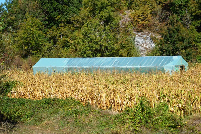 Greenhouse in a Field Surrounded by Corn Stock Image - Image of grass ...