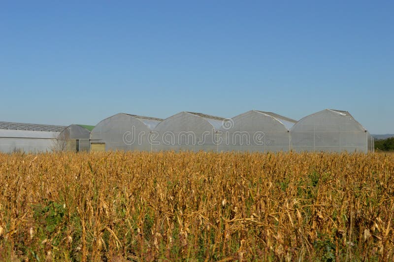 Greenhouse Corn Rows in Pots Stock Image - Image of group, maize: 153164113