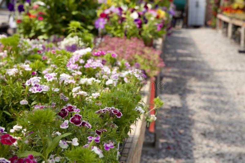 Greenhouse flowers stock photo. Image of summer, vegetation - 18142494