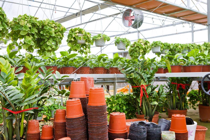 Greenhouse stock image. Image of hothouse, interior, culture - 23389937