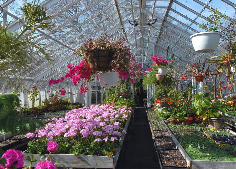 Greenhouse for flowers stock image. Image of bedding, geranium - 5026815