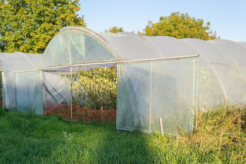 Greenhouse with Fresh Vegetables in the Green Countryside Stock Image ...
