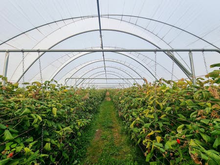 A Greenhouse Full of Raspberry Plants Stock Image - Image of peaceful ...
