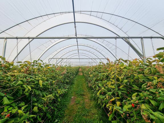 A Greenhouse Full of Raspberry Plants Stock Image - Image of peaceful ...