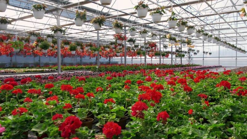 A Greenhouse Full of Red and Pink Flowers. Stock Video - Video of ...
