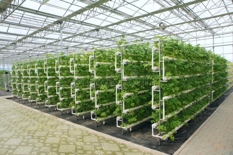 Soilless greenhouse stock photo. Image of hydroponics - 21967936