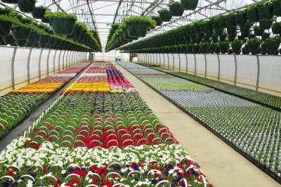 Greenhouse interior stock image. Image of plants, gardening - 24576377