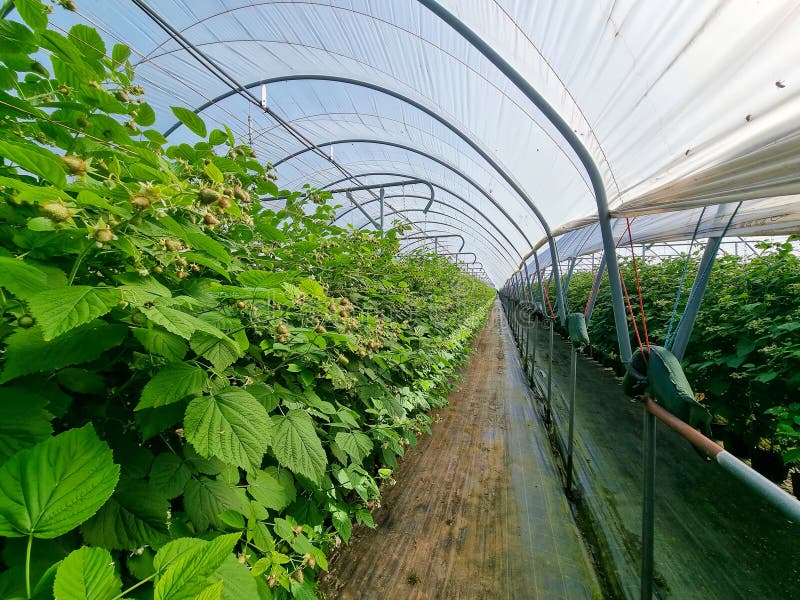 Greenhouse Interior with Rows of Raspberry Plants and Walkway Stock ...