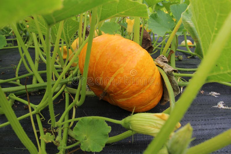 A Large Courgette on the Bed. Stock Photo - Image of blossom, produce ...