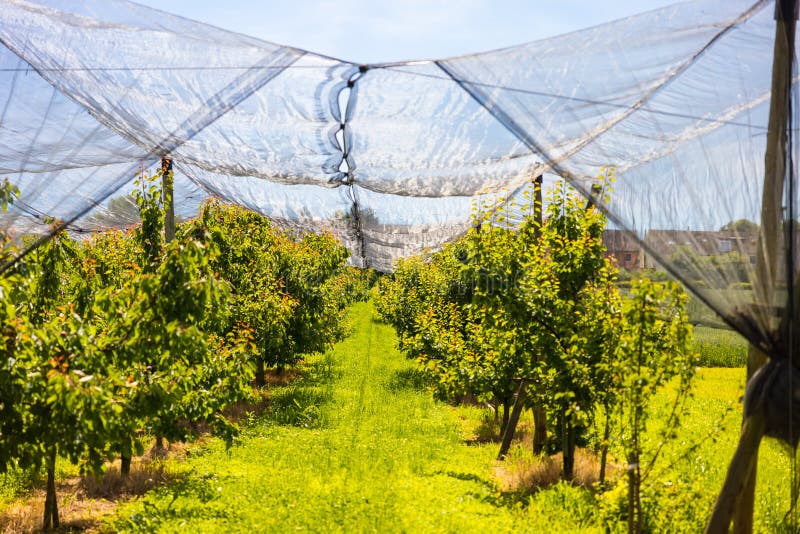 Greenhouse with a Net Above Trees. Switzerland Stock Image - Image of ...