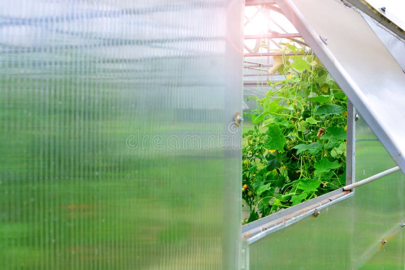 Greenhouse Open Door with Lush Green Potted Plants Indoor Stock Photo ...