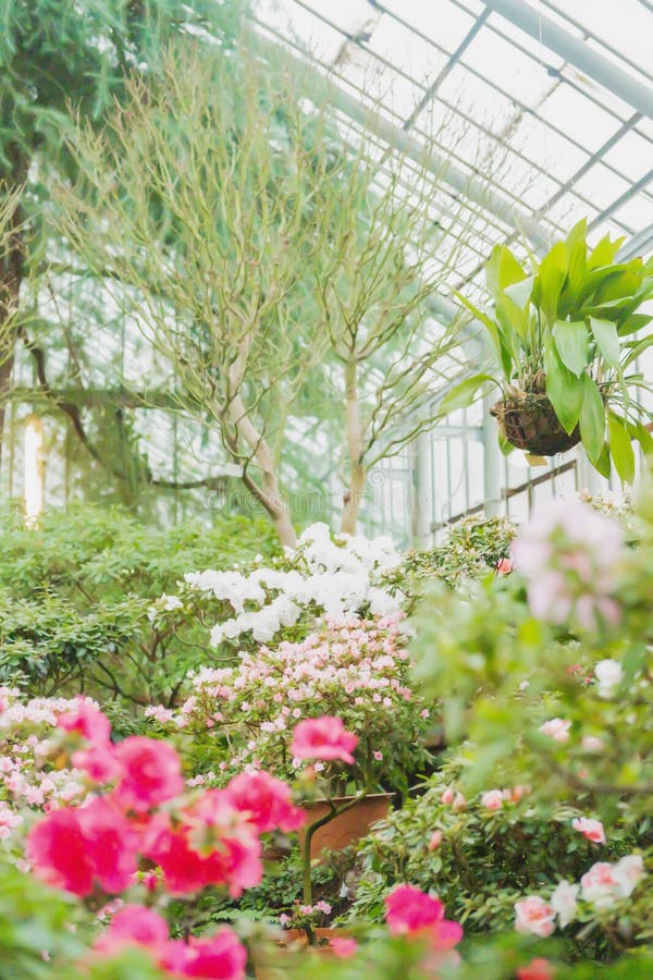 Greenhouse with Pink Flowers Stock Photo - Image of agriculture ...